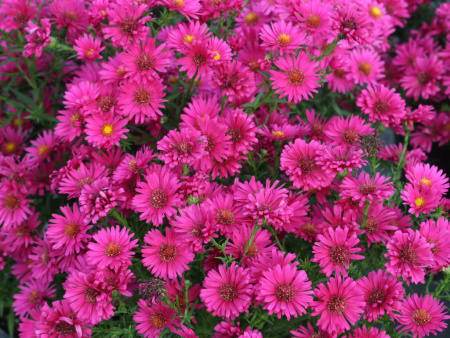 Купите астра royal ruby (роял руби) из питомника Долина роз с доставкой!